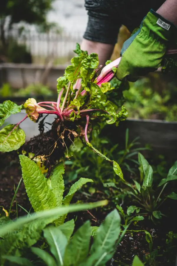 15 Secrets to Successful Community Gardens That Flourish in 2024! 🌱 ...