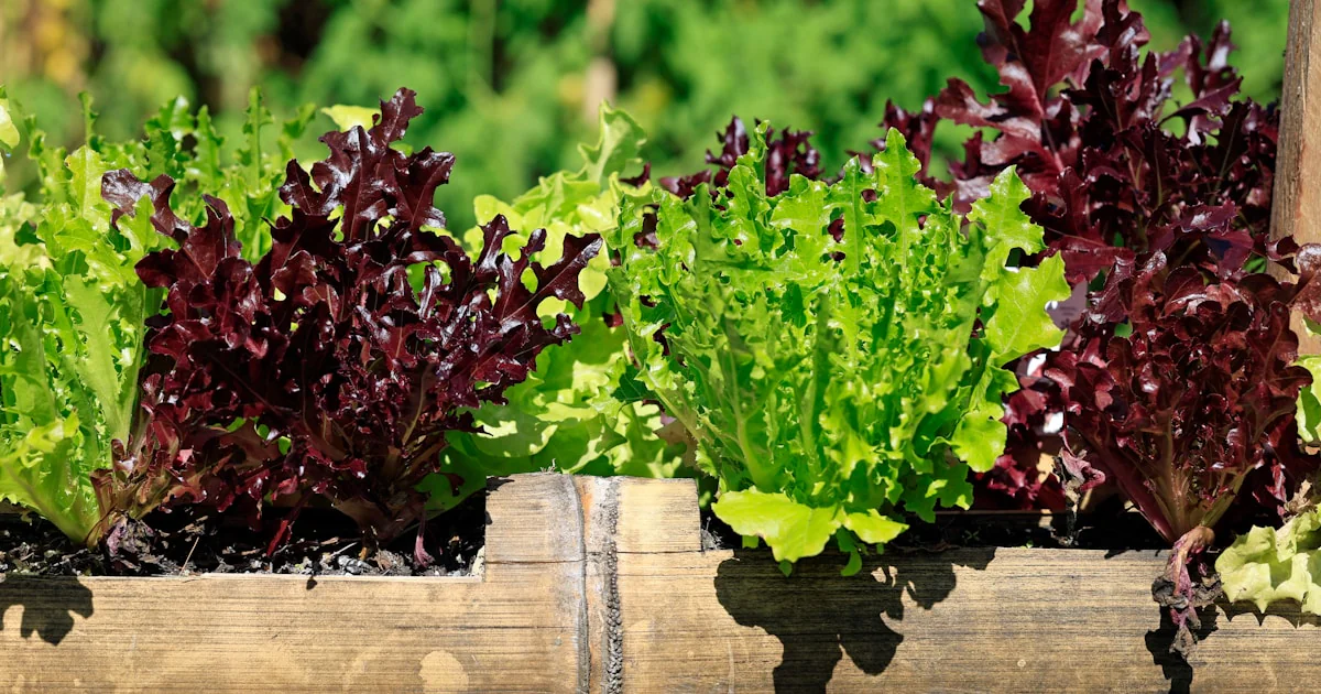 Edible Landscaping Uncovered: 12 Genius Ways to Grow Your Foodscape 🍅 ...
